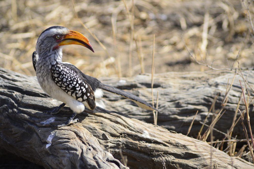 The world of hornbills - Natural History Curiosities