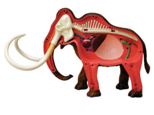 Wooly Mammouth anatomy plastic model - Natural History Curiosities