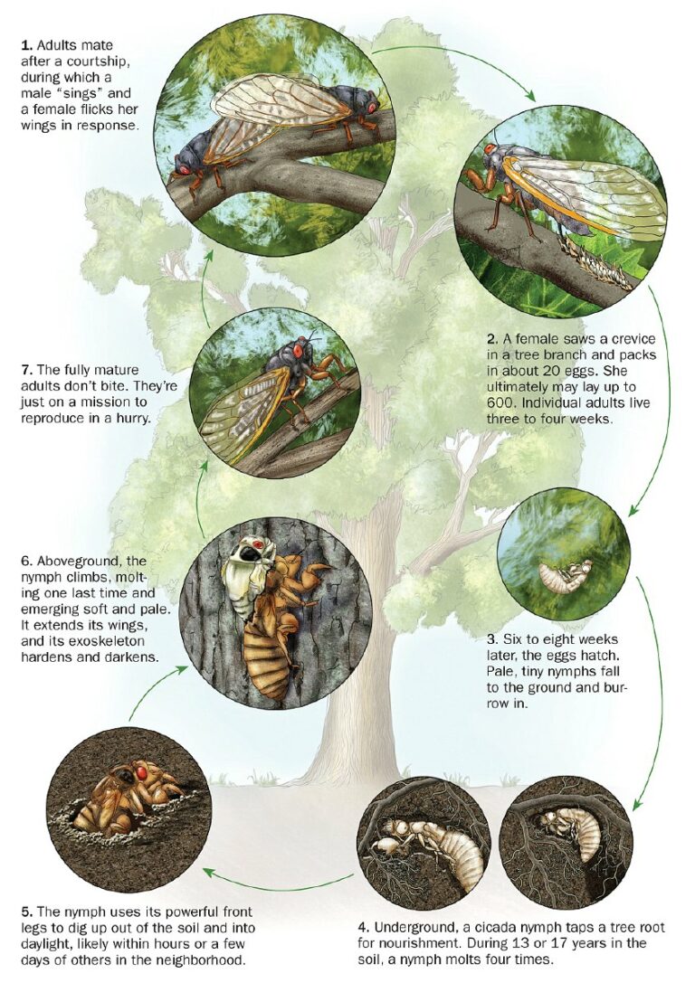 Cicadas and some cool facts - Natural History Curiosities