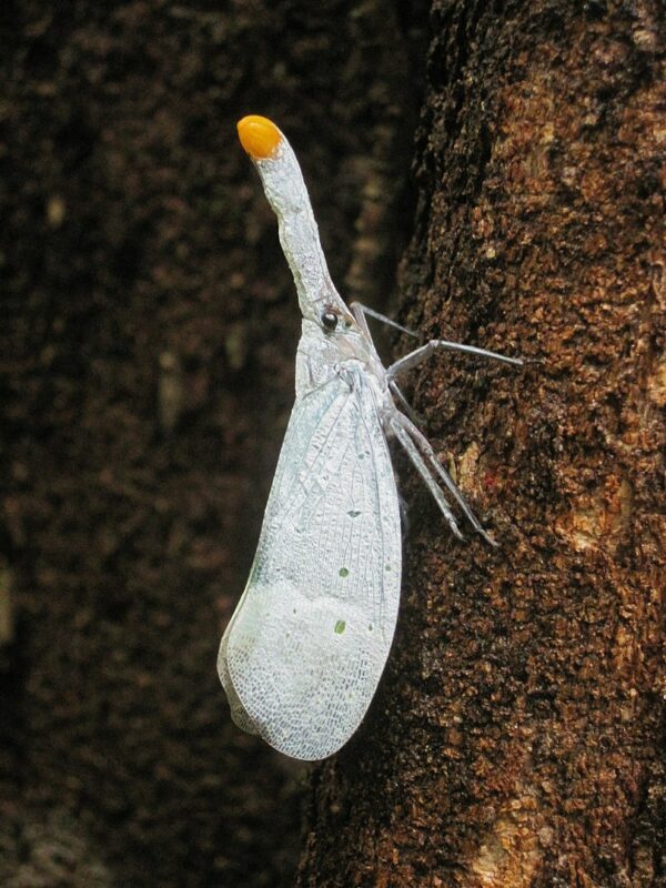 The Fascinating Life of Lantern Bugs - Natural History Curiosities