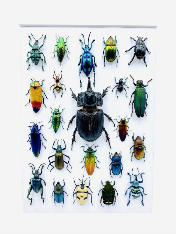 Unique insect mosaic frame with 22 specimen - Natural History Curiosities