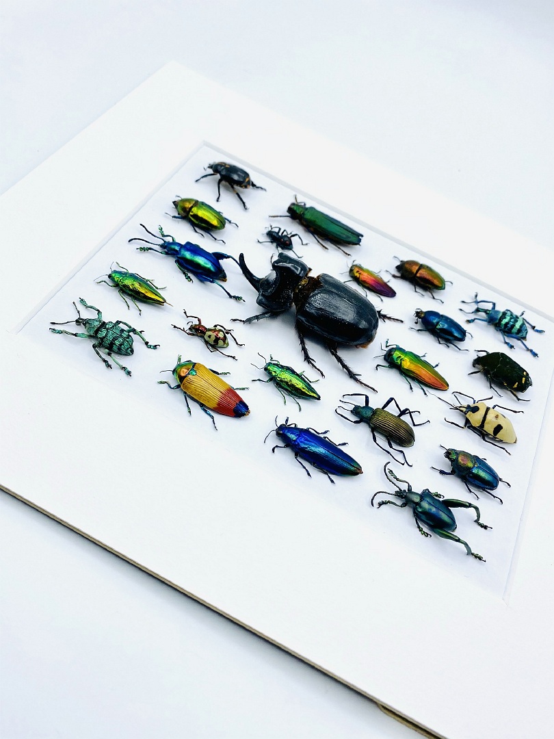 Unique insect mosaic frame with 22 specimen - Natural History Curiosities
