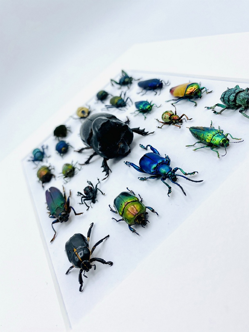 Unique insect mosaic frame with 22 specimen - Natural History Curiosities