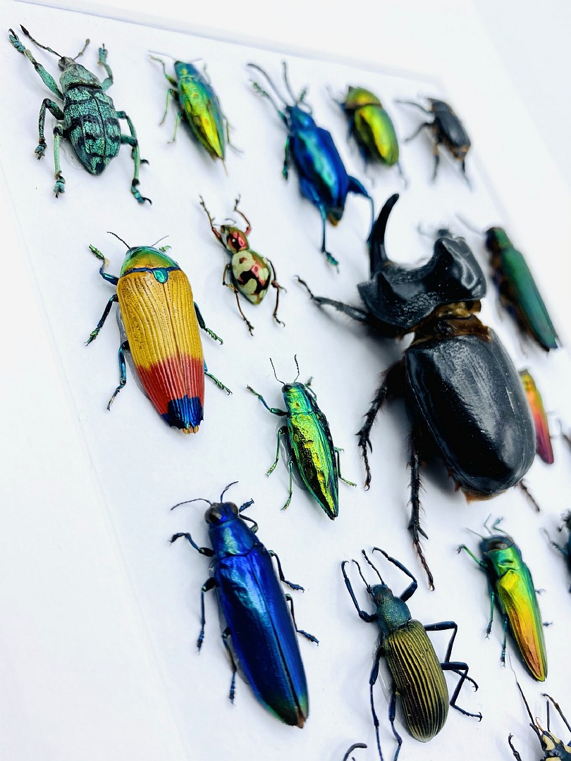 Unique insect mosaic frame with 22 specimen - Natural History Curiosities