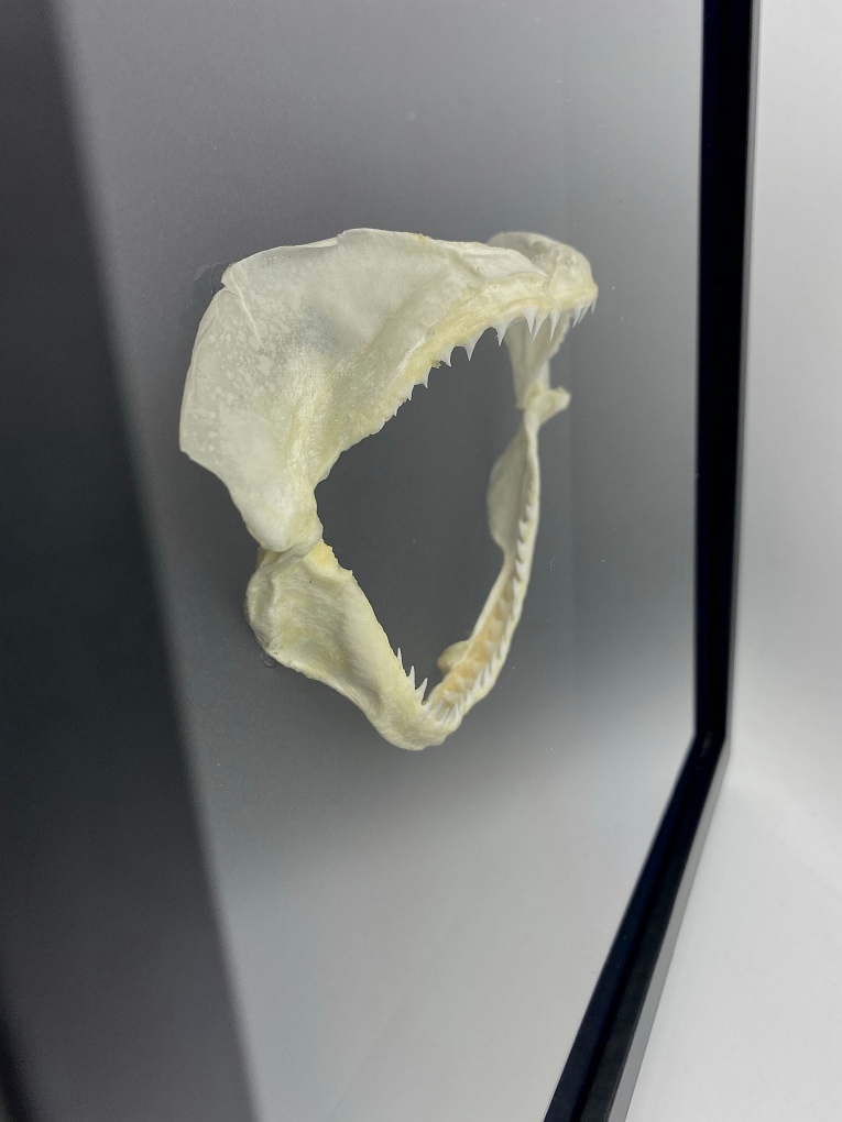 Black wooden frame with real blue shark jaw - Natural History Curiosities