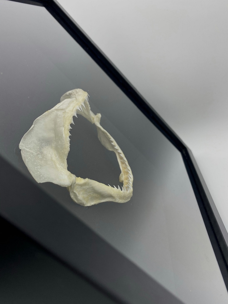 Black wooden frame with real blue shark jaw - Natural History Curiosities