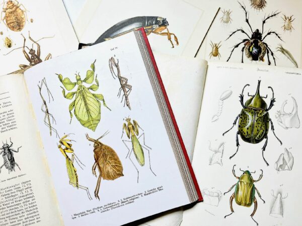 The Stories Behind Insect Lithographs: Why These Artworks Are So ...