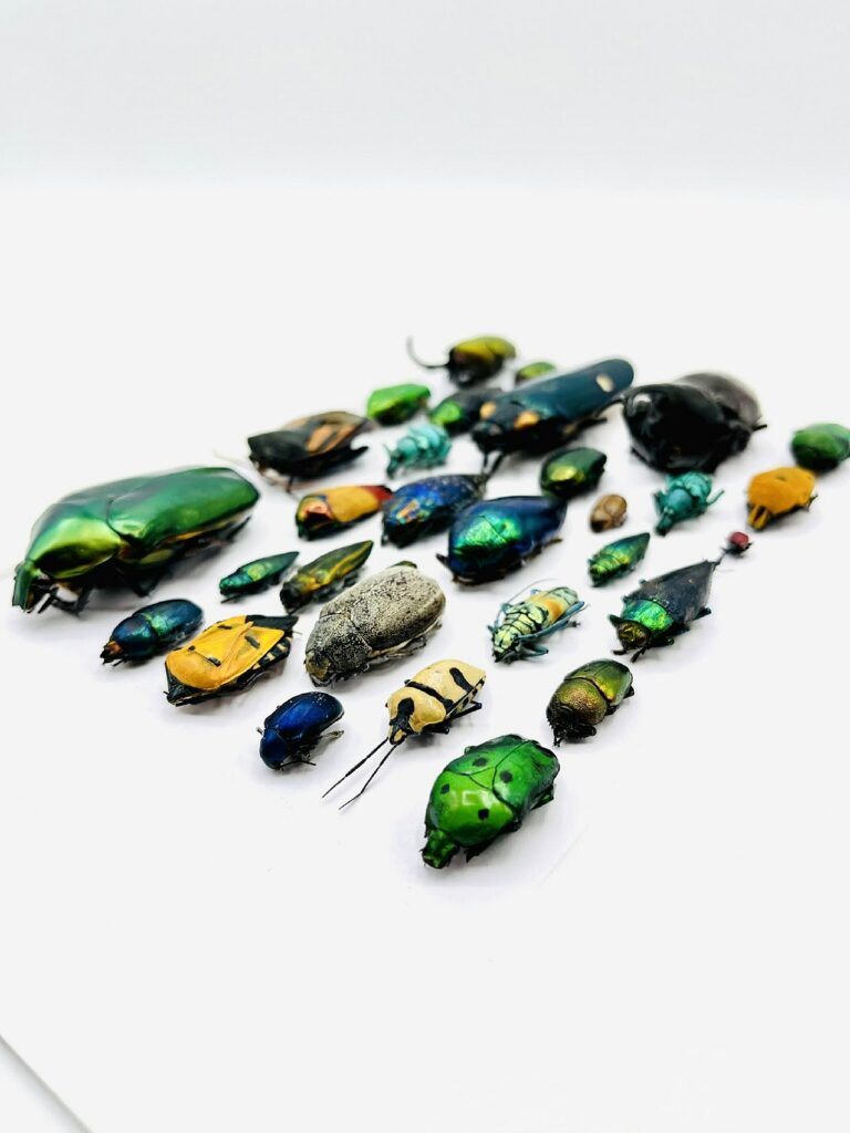 Colorful insect mosaic frame with 33 specimen in a beautiful ...