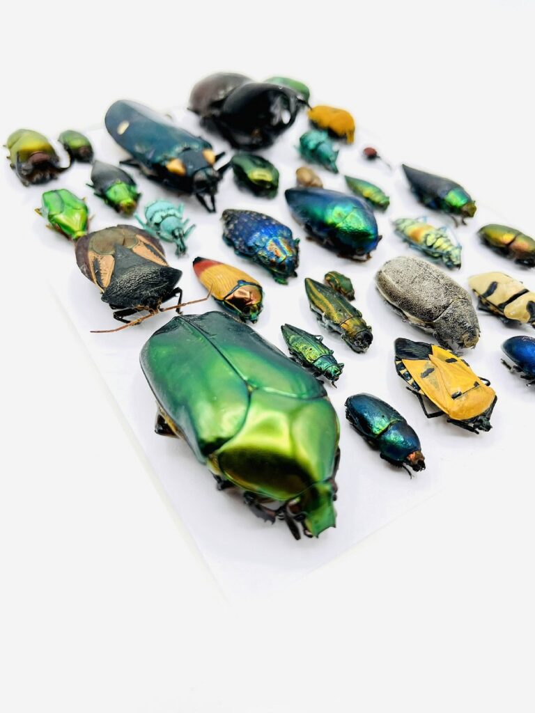 Colorful insect mosaic frame with 33 specimen in a beautiful ...