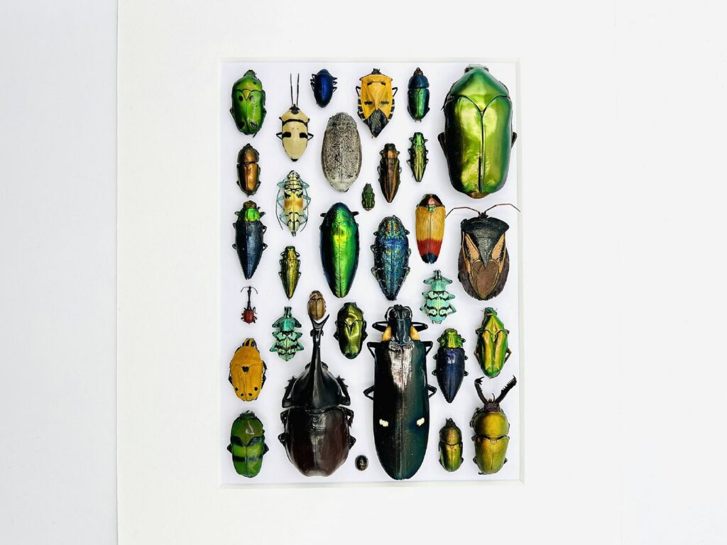 Colorful insect mosaic frame with 33 specimen in a beautiful ...